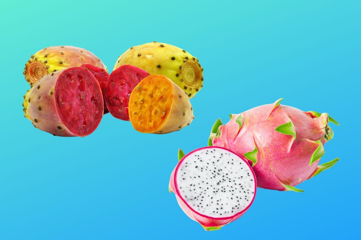 Prickly Pear Vs Dragon Fruit (Pitaya): A Comparison
